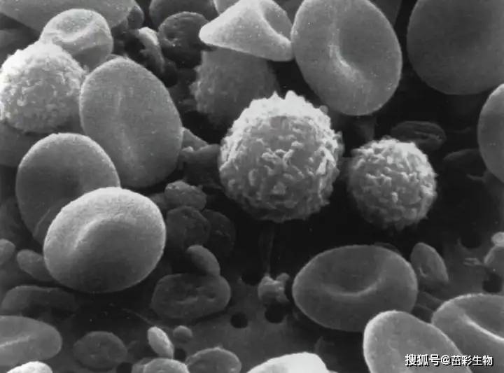 什么是脂多糖(LPS)_细菌_结构_作用