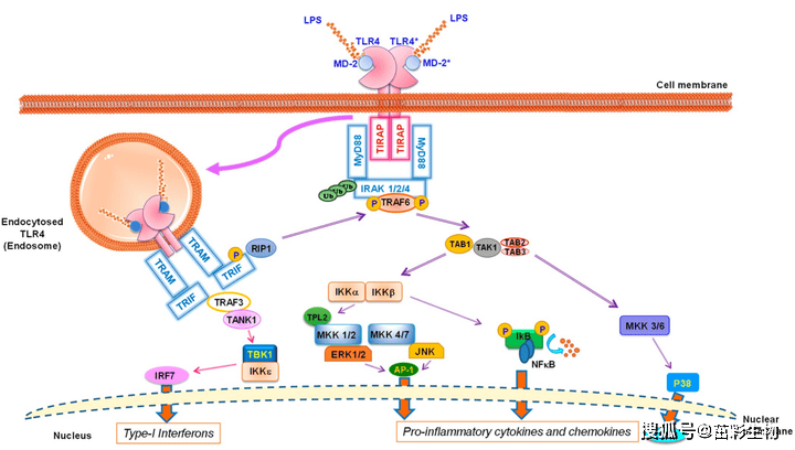 什么是脂多糖(LPS)_细菌_结构_作用