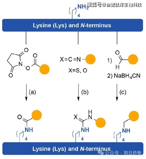 蛋白质的化学修饰（生物偶联）方法_反应_Cys_选择性
