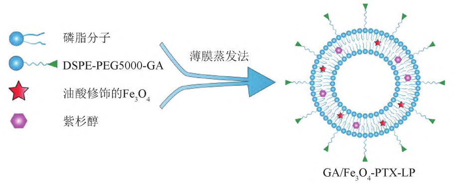 DSPE-PEG5000-甘草次酸（GA）修饰负载Fe3O4纳米颗粒和紫杉醇（PTX）的脂质体_细胞_米粒_药物