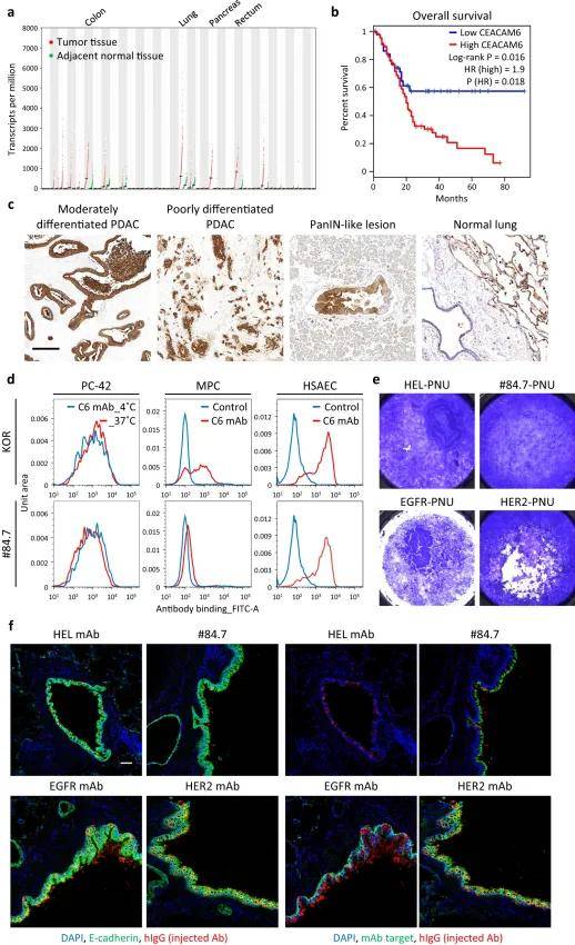 华夏源类器官：Nat Commun：胰腺癌治疗新突破！_肿瘤_抗体_药物