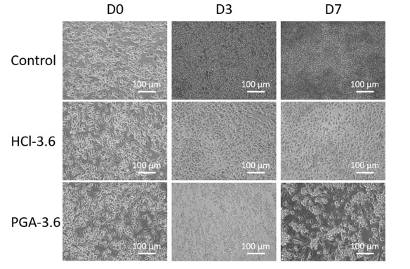 PGA Biofelt植入级无纺布聚乙醇酸 (PGA) 是一种可快速生物降解的聚合物，可用于各种植入物_支架_研究_荧光