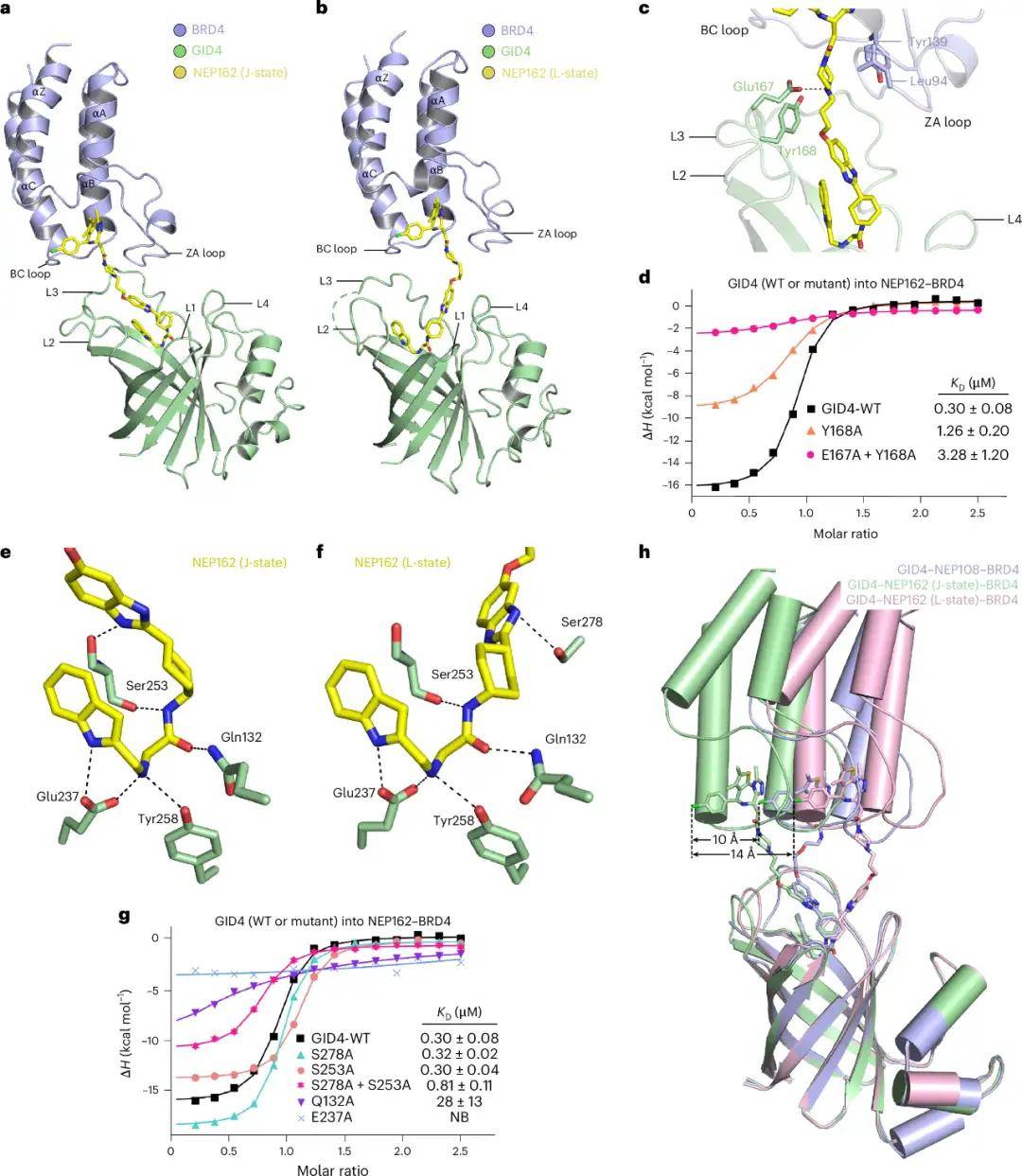 中国科学家Nature子刊：PROTAC“迎来”全新E3连接酶_开发_分子_诱导