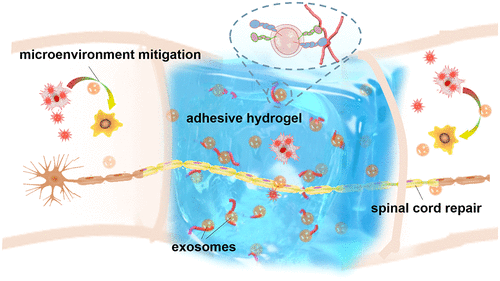 pGel 水凝胶负载间充质干细胞来源的外泌体（BMSCs-EVs）_纳米_NgR-siRNA_分子