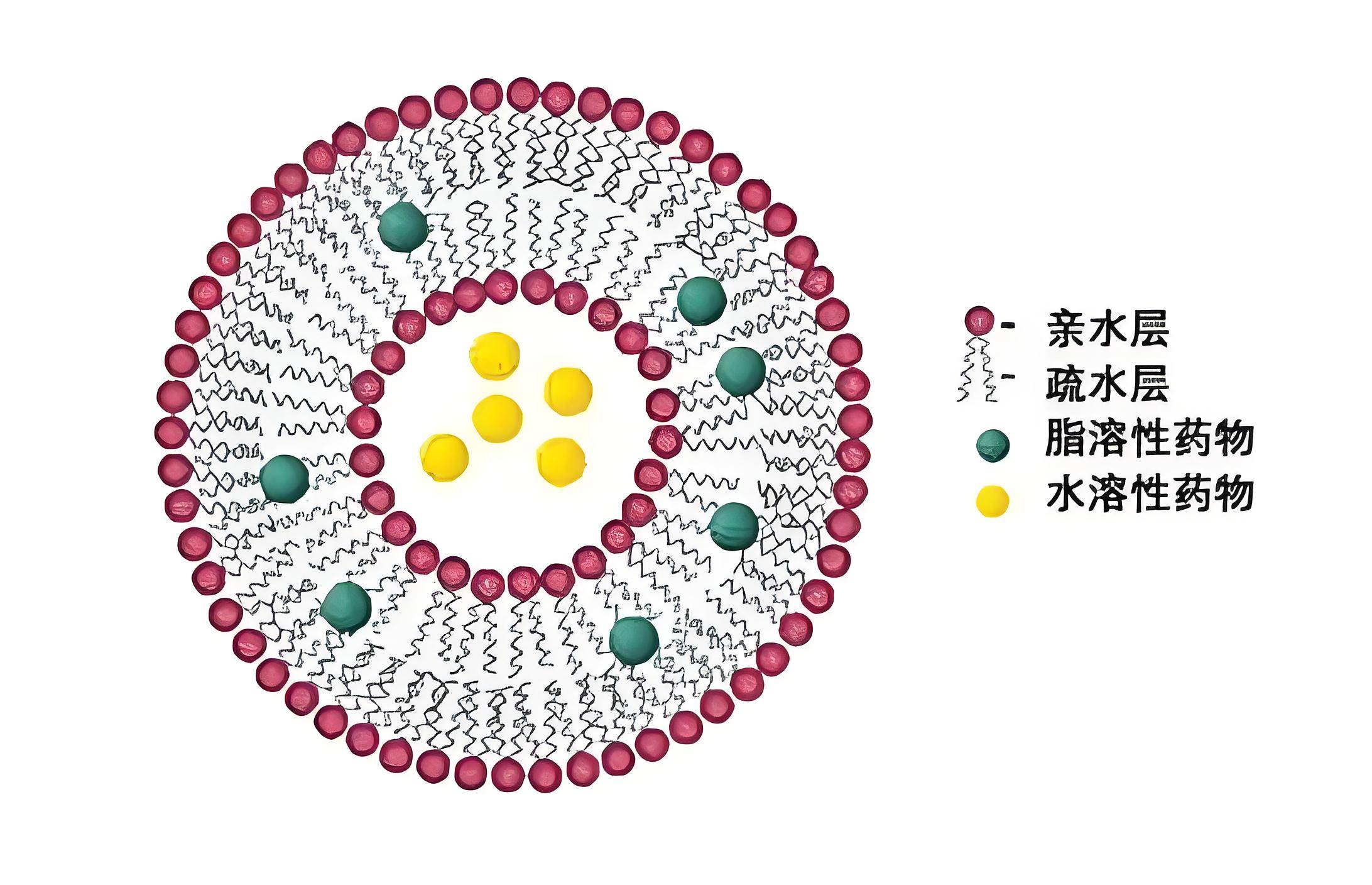 PLGA-Se-Se-PEG-MAL 聚(丙交酯-乙交酯)-双硒键-聚乙二醇-马来酰亚胺 Maleimide/MAL-PEG-Se-Se ...
