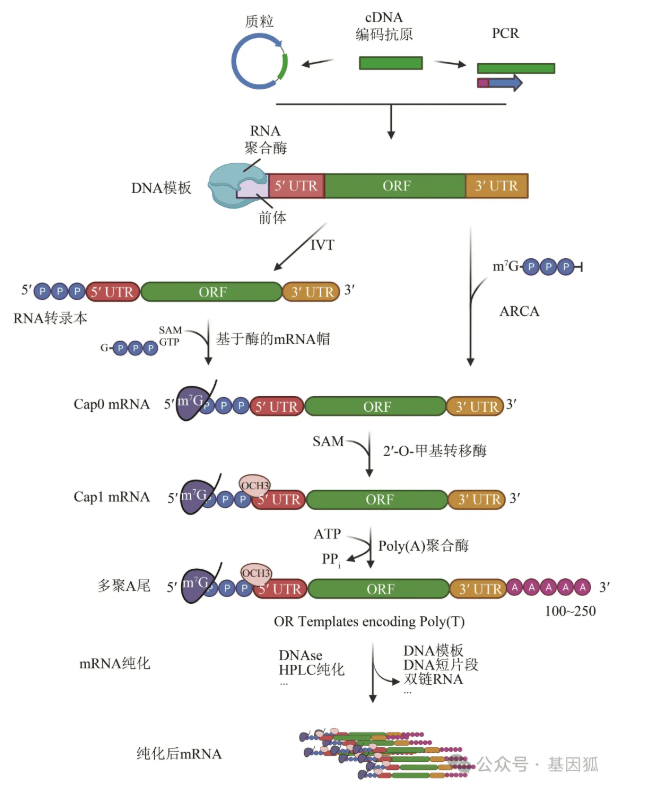 破冰时刻，我国首款肿瘤新生抗原mRNA疫苗产品获FDA IND批准！_患者_治疗_核酸