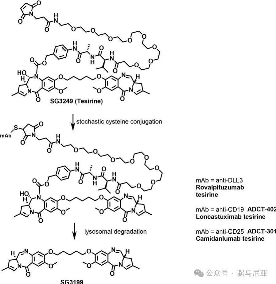 ADC二肽 Linker的进化史_裂解_组织_癌细胞
