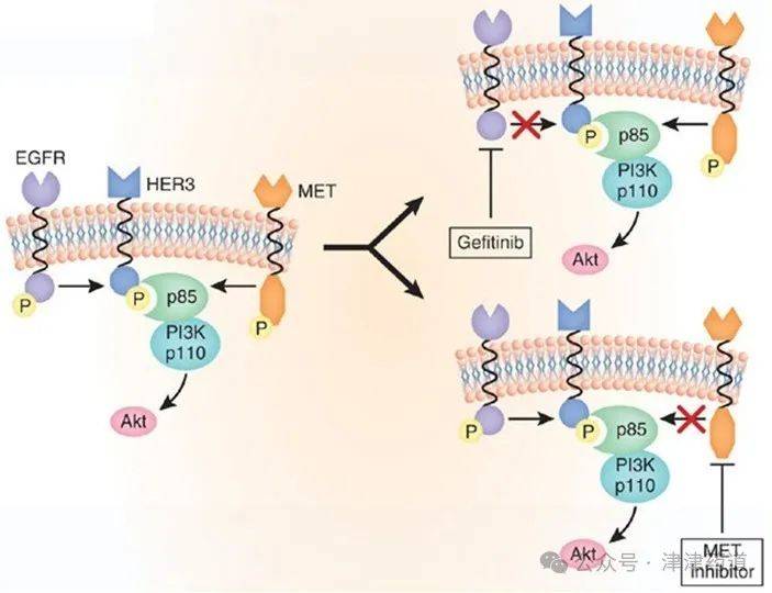 如何设计双抗ADC？_Pfizer_EGFR-cMet_临床