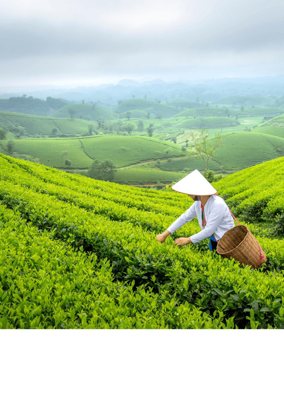 【会员新品】贵茶集团：绿宝石绿茶系列——珍品＆铂金礼盒新品上市_高原好_自然_滋味