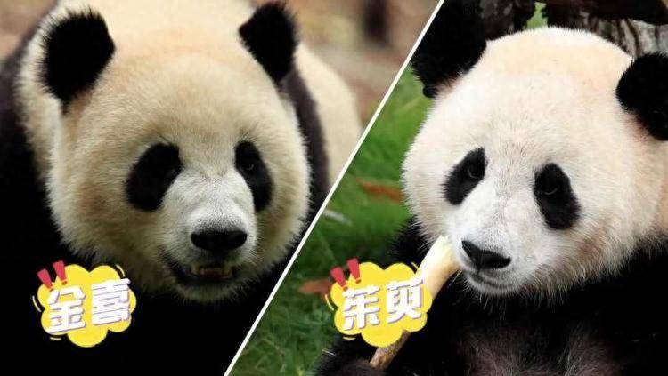 开启10年旅居！大熊猫“金喜”“茱萸”将前往西班牙_繁育_活动_保护
