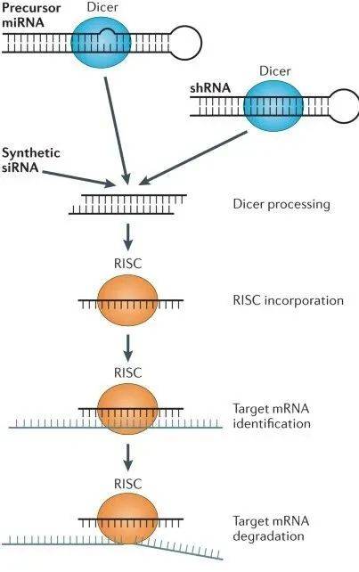 基因沉默实验siRNA设计和转染详解汇总_细胞_进行_试剂