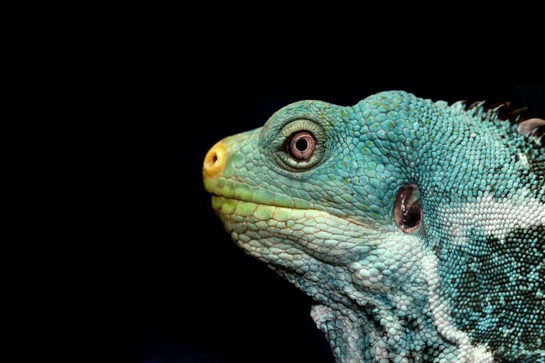 每日文章精选 2024 06 22_支持_通用_显存