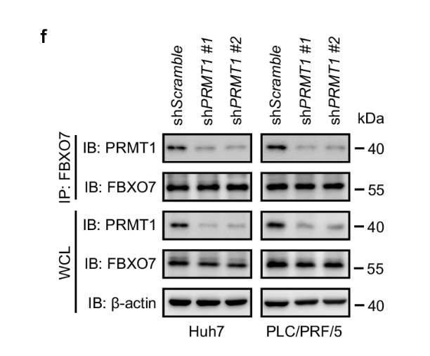 【文献读图】一文读懂Co-IP！（附详细案例）_蛋白_结果_抗体