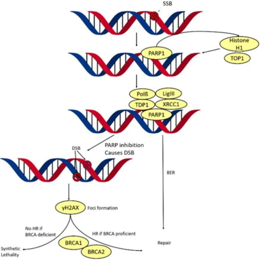一文搞懂：PARPi 与 BRCA、HRD、铂敏感的关系_患者_检测_的作用