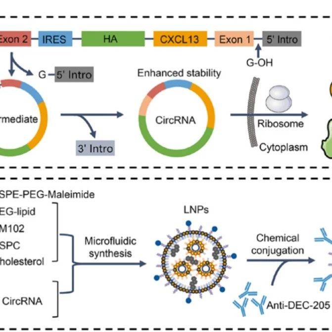 华中农业大学赵凌教授团队在环状RNA疫苗研究方面取得新进展_抗体_抗原_设计
