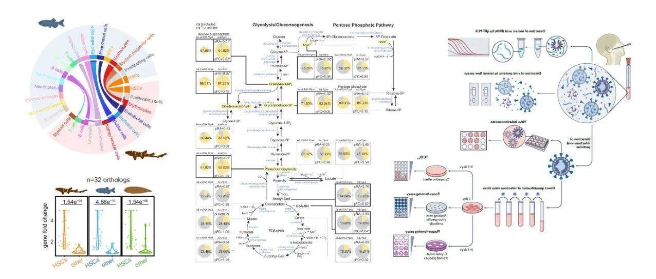 如何轻松完成论文或PPT所需的科研插图？_素材_BioArt_https