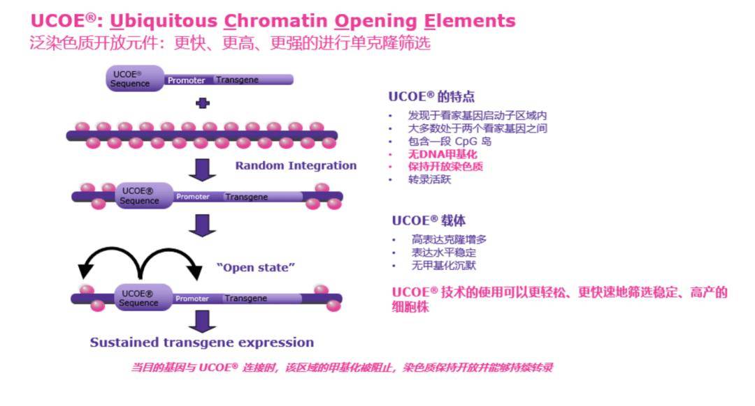 CHOZN GS细胞&UCOE载体使用培训及性能测试平台上线！ ——助力生产用宿主细胞平台的选择_开发_MLabTM