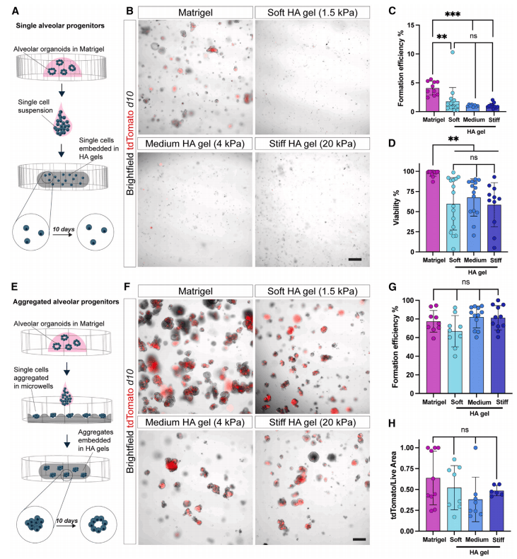 肺泡类器官新进展！Stem Cell Rep｜合成水凝胶助力无Matrigel培养肺泡类器官_细胞_研究_支持