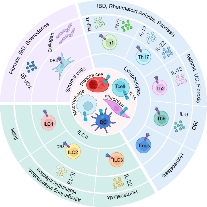 TL1A靶点：两全其美的自免炎症通路放大器能否通过成药性考验？_免疫_临床_疾病