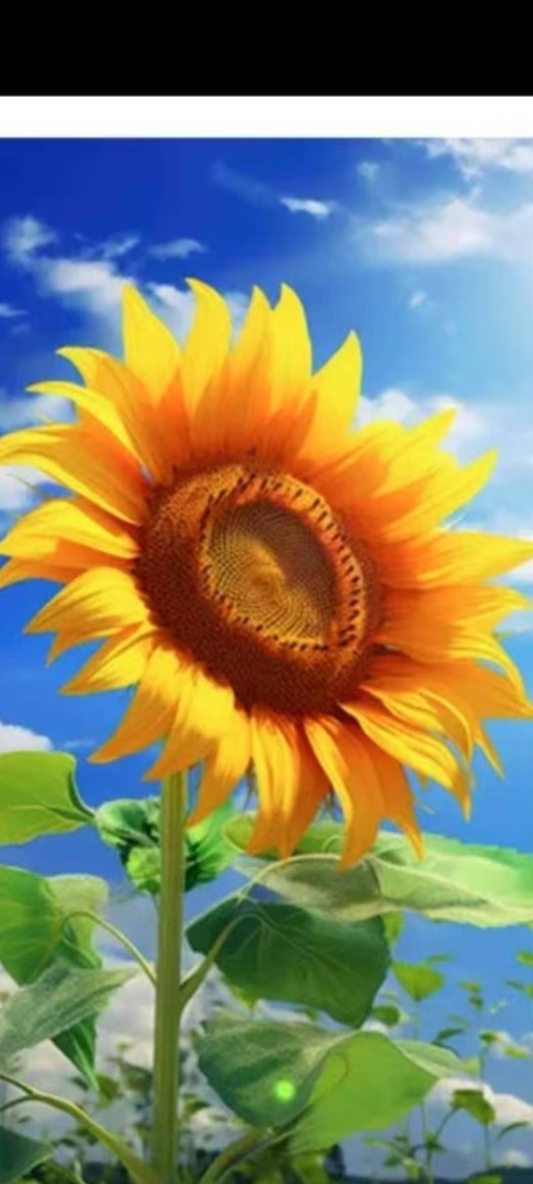 十一冠王被绝杀——CBA季后赛G2上海绝杀广东将系列赛顽强带入G3_哈维_比赛_1