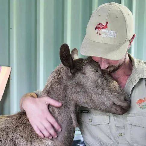 全澳大动员！居然只为救一只羊..._Gonkey_保护区_Macri