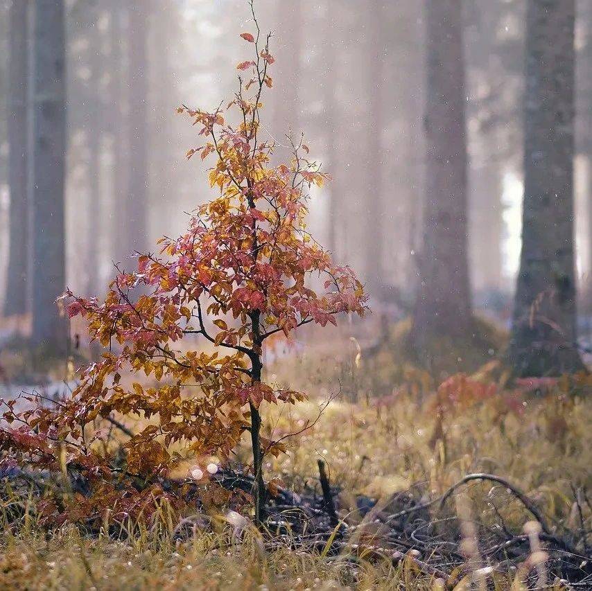 DeepSeek 3FS 架构分析和思考_节点_存储_mgmtd