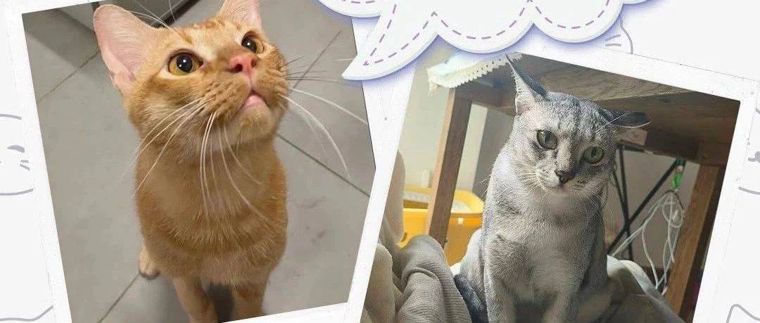 NTU撸猫全攻略：与喵星人甜蜜邂逅_猫咪_Cat_Network