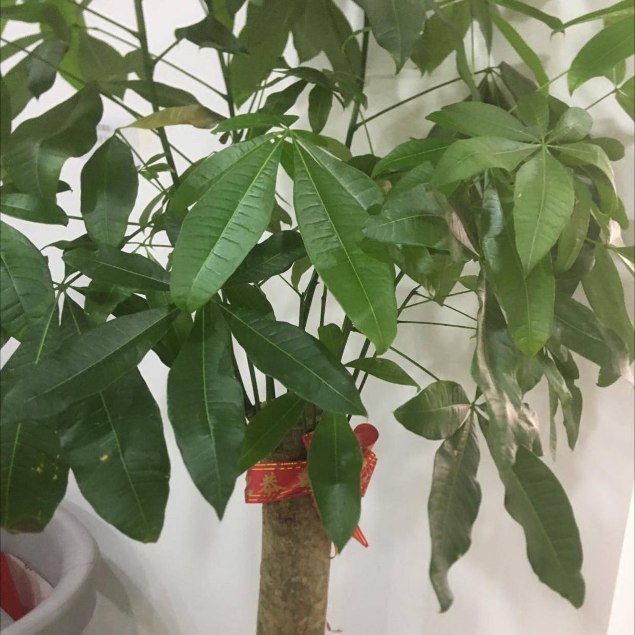 赵鸿刚扇巴掌比赛被KO，通背拳神话破灭_赵洪刚_对手_传人