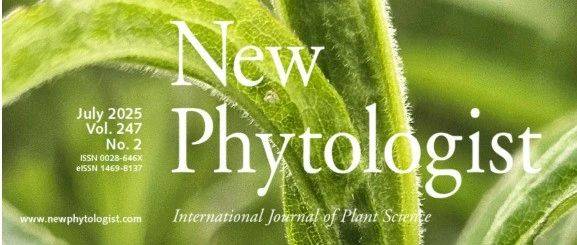 New Phytol | 四川大学张阳/付饶团队揭示生菜中染色体共定位且自激活的LsERF166调控木香烃内酯生物合成的分子机制_基因_研究