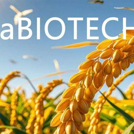 aBIOTECH | 陈香嵩/蔡海亚团队合作揭示水稻耐高温表观遗传调控新机制_Nagina_基因_研究