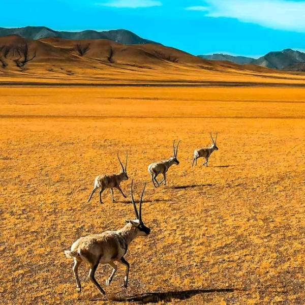 Breaking Down18中日大战正在视频直播：英雄不问出处，锐战决胜到底！_选手_格斗_争议