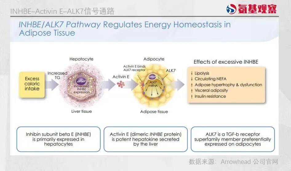 小核酸成了减肥药的新变数_临床_siRNA_药物